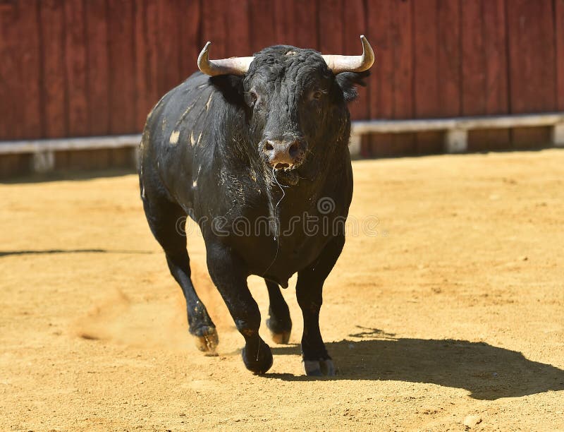 Toro fotografia stock. Immagine di tradizione, animale - 101058330