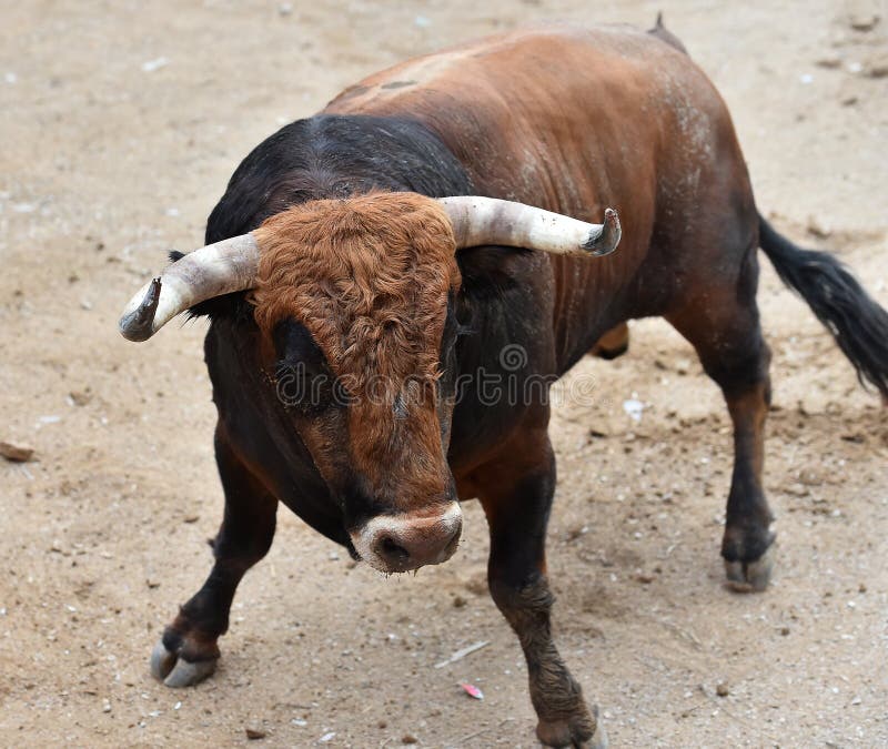 Toro immagine stock. Immagine di coltura, nero, animale - 101199231