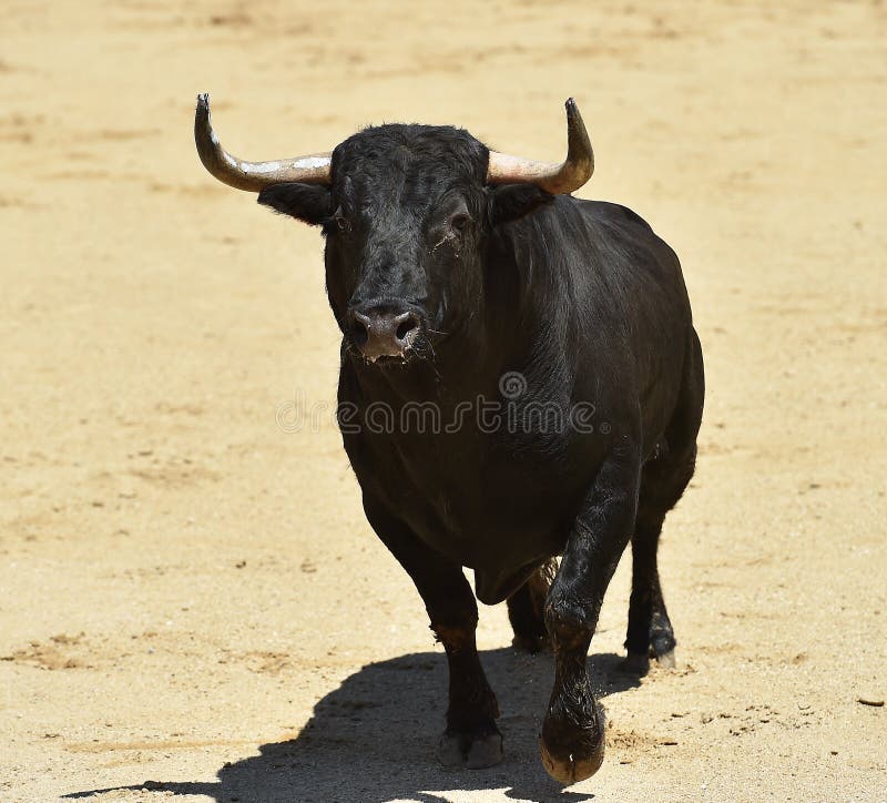 Toro immagine stock. Immagine di vinto, selvaggio, rischio - 101893869