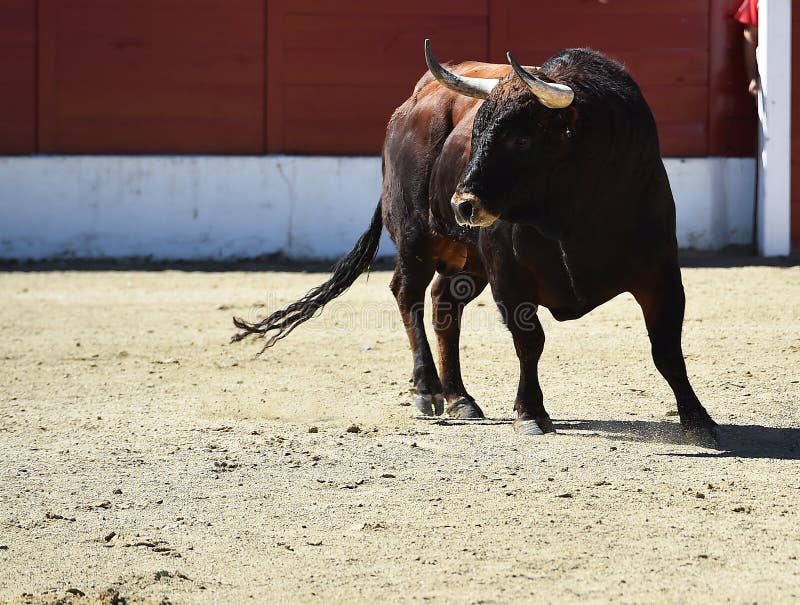 Toro fotografia stock. Immagine di rischio, ferocious - 102118354