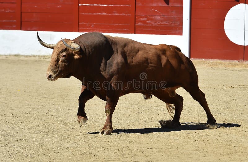 Toro immagine stock. Immagine di coraggio, bullone, corni - 102118797