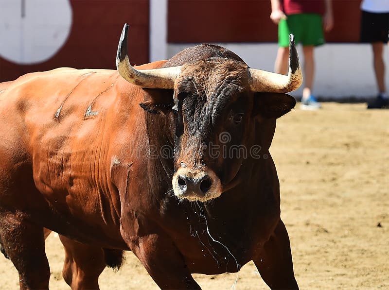 Toro immagine stock. Immagine di spruzzo, animale, corni - 102177385