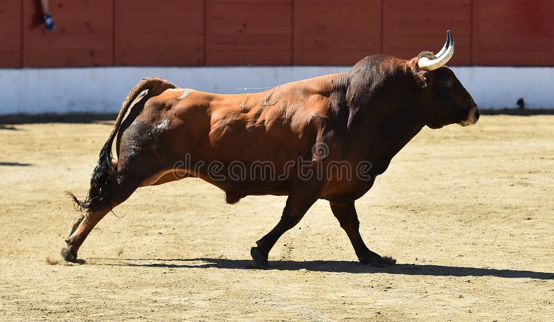Toro immagine stock. Immagine di vinto, toro, selvaggio - 102177449