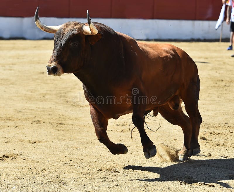 Toro immagine stock. Immagine di toro, coraggio, animale - 102178141