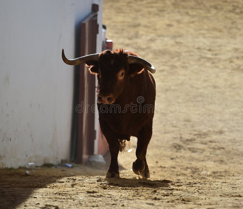 Toro fotografia stock. Immagine di corna, bullone, morte - 102588792