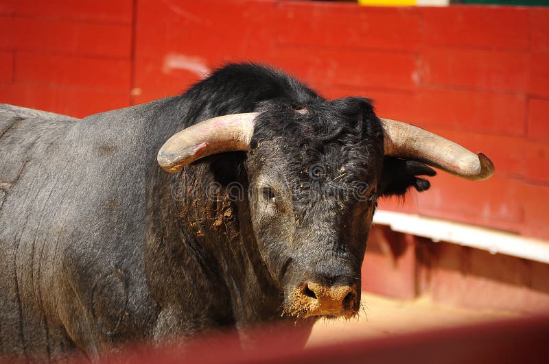 Toro immagine stock. Immagine di nero, animale, vinto - 103500021