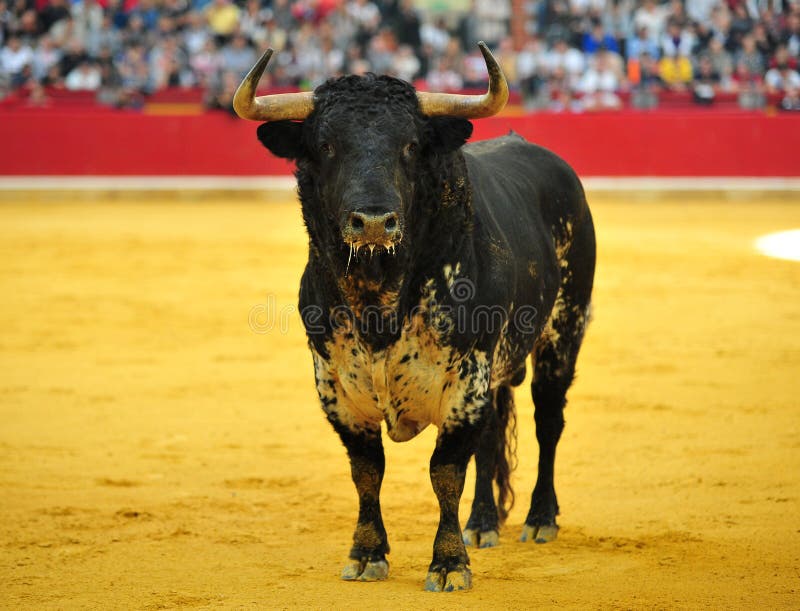 Toro fotografia stock. Immagine di corna, vinto, nero - 103500244