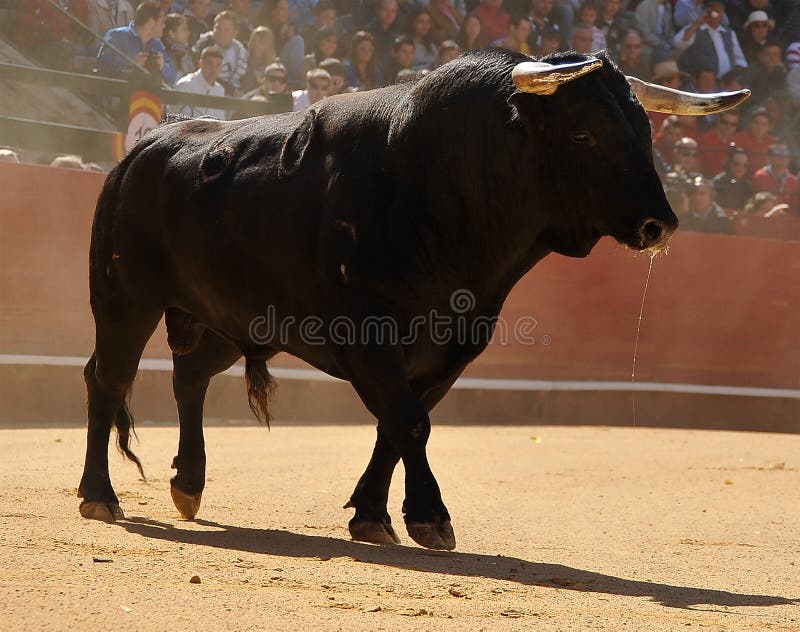 Toro fotografia editoriale. Immagine di corna, vinto - 103500922