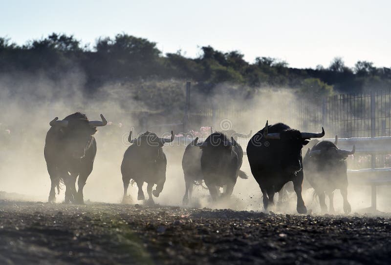 Toro immagine stock. Immagine di corna, bullone, spruzzo - 103737473