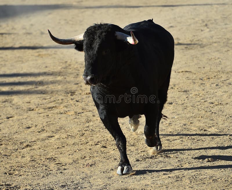 Toro foto de archivo. Imagen de animal, salvaje, españa - 104714272