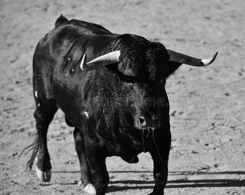 Toro immagine stock editoriale. Immagine di feroce, coltura - 104714569