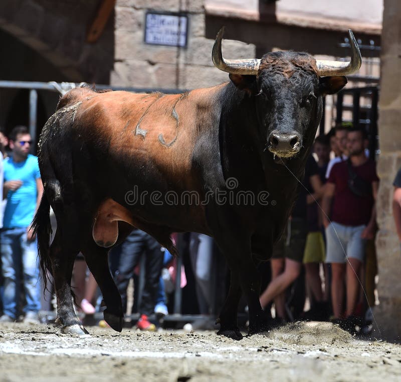 Toro immagine stock. Immagine di animale, grande, timore - 105027129