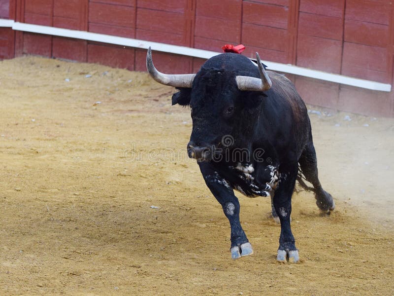 Toro stock image. Image of spanish, danger, culture - 131269645