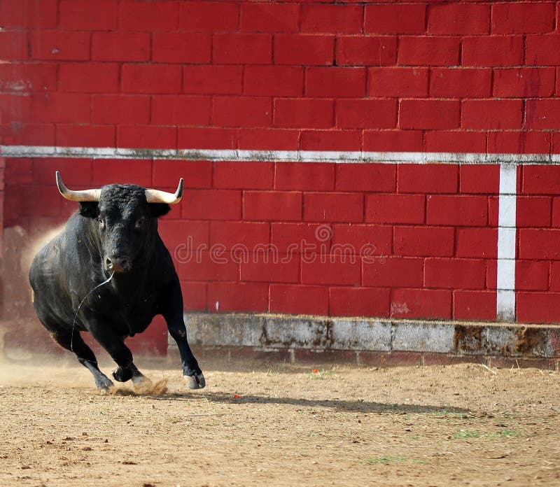 Toro immagine stock. Immagine di spruzzo, toro, selvaggio - 91684325