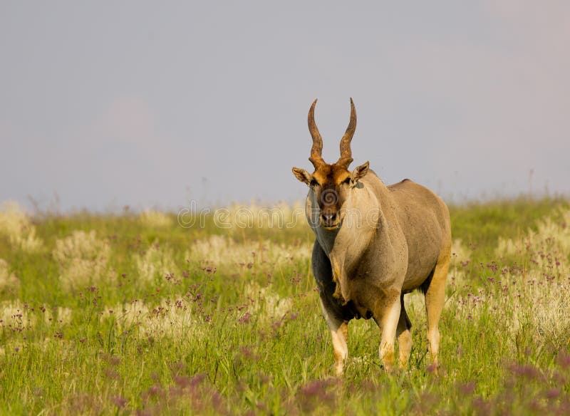 Eland - El Antílope Más Grande De África Foto de archivo - Imagen de ...