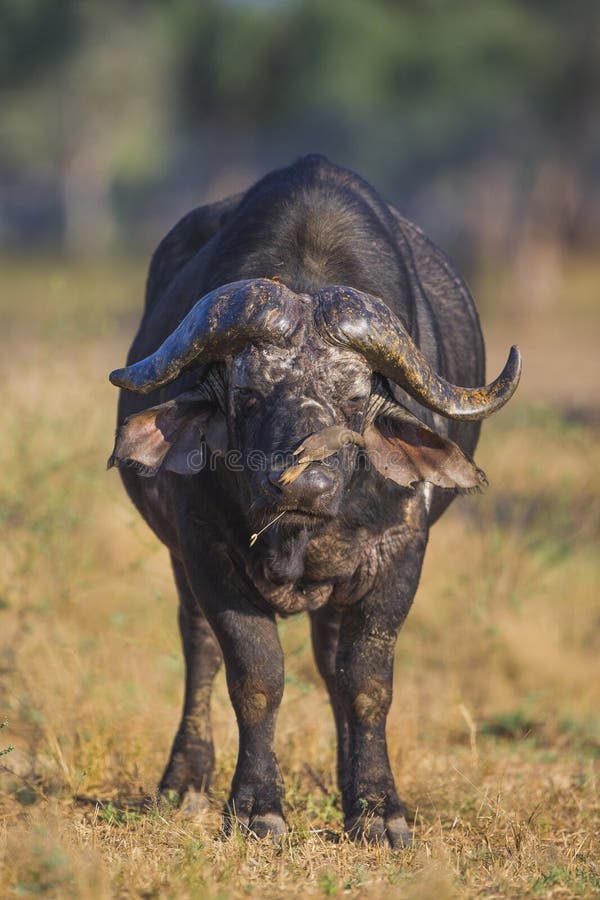 Toro africano del búfalo foto de archivo. Imagen de longitud - 40283266