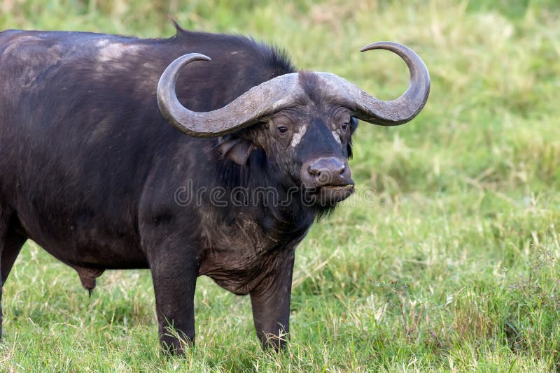 Toro Africano Salvaje Del Búfalo Imagen de archivo - Imagen de africano ...
