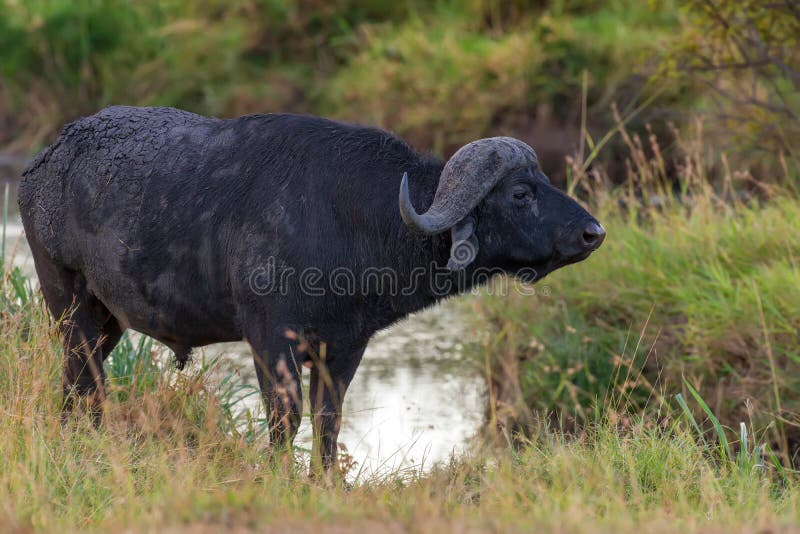 Toro Africano Salvaje Del Búfalo Fotos De Stock - Descarga 1,524 Fotos ...