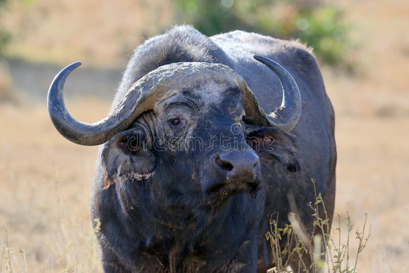 Toro Africano Salvaje Del Búfalo Fotos De Stock - Descarga 1,524 Fotos ...
