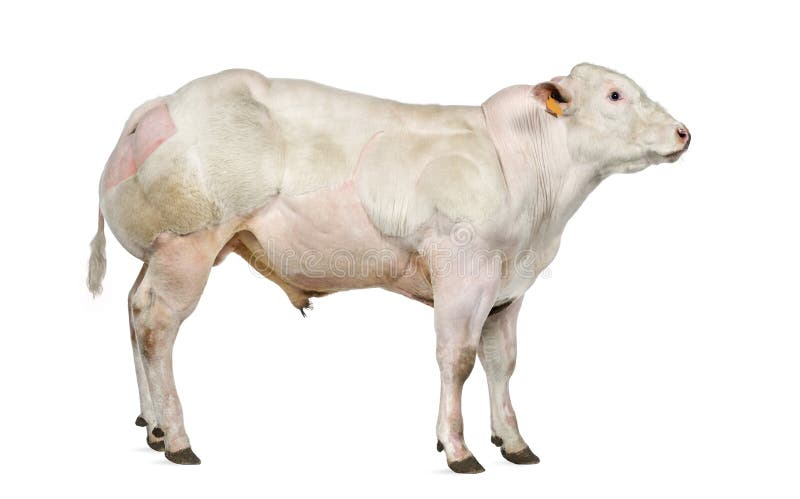 Toro azul belga (8 meses) imagen de archivo. Imagen de gente - 41996137