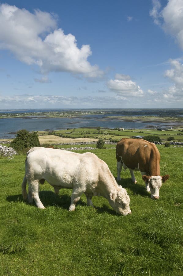 Toro Bianco E Mucca Marrone Immagine Stock - Immagine di divertimento ...