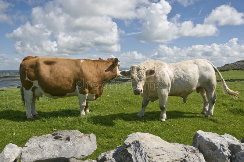 Toro Bianco E Mucca Marrone Fotografia Stock - Immagine di goda ...