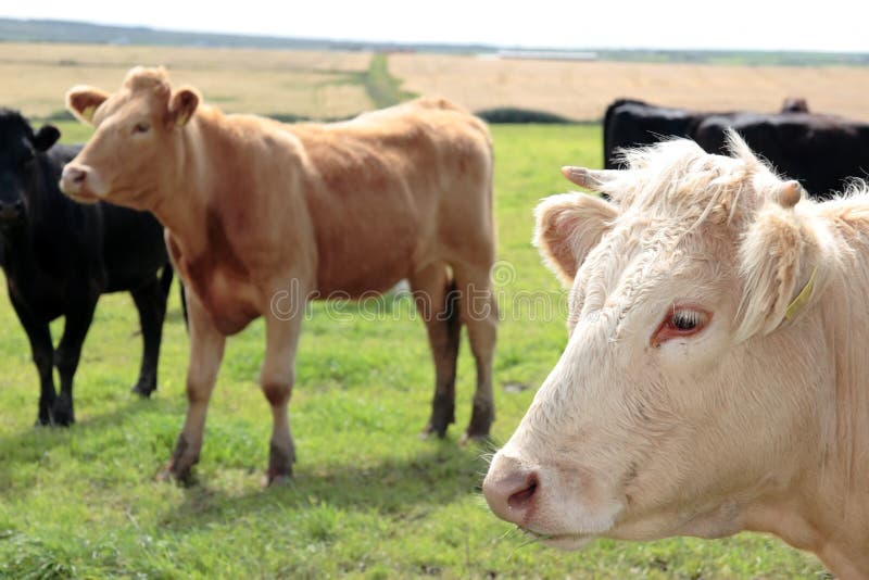 Toro blanco imagen de archivo. Imagen de agricultura - 10873801