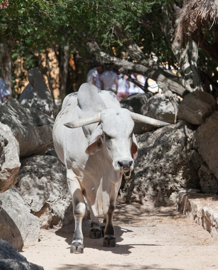 Toro blanco foto de archivo. Imagen de lindo, primer - 31707228