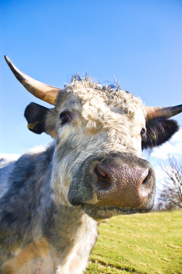 Toro blanco foto de archivo. Imagen de granja, verde - 33723964