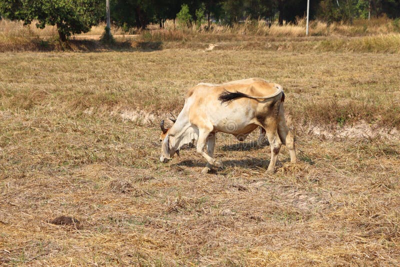 Toro blanco foto de archivo. Imagen de paisaje, tailandia - 86597756