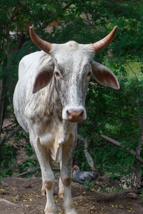 Toro Blanco De Una Granja Rural Foto de archivo - Imagen de rural ...
