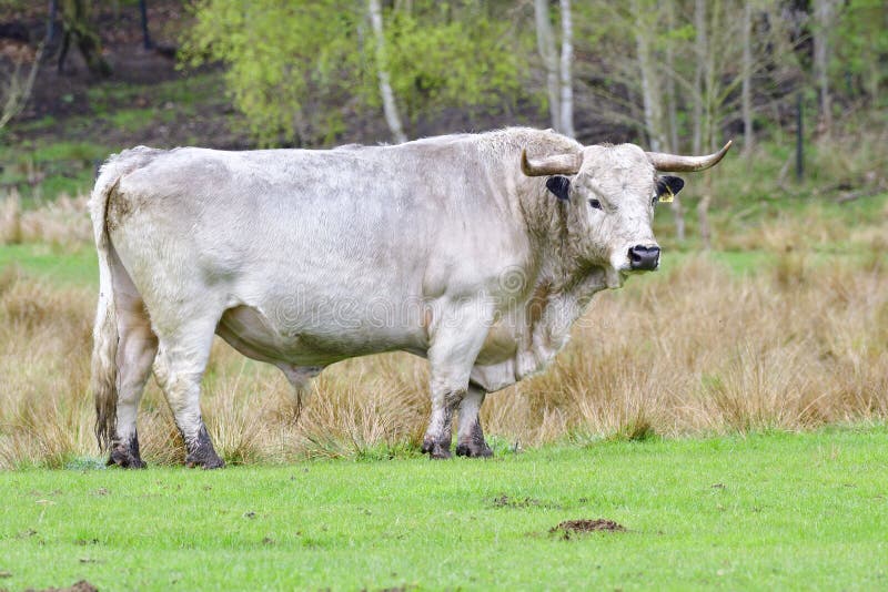 Toro Blanco Del Ganado Del Parque Foto de archivo - Imagen de ganado ...