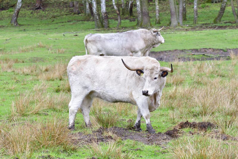 Toro Blanco Del Ganado Del Parque Foto de archivo - Imagen de ganado ...