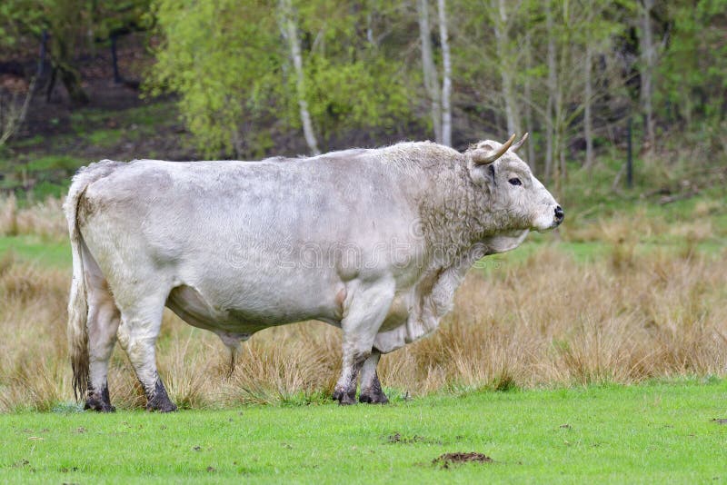Toro Blanco Del Ganado Del Parque Foto de archivo - Imagen de raro ...