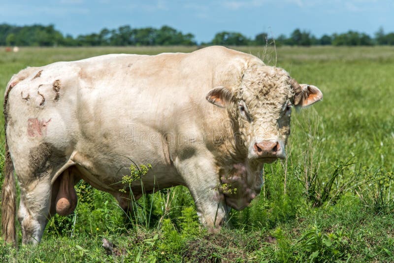 Toro Blanco En Un Pasto Verde Foto de archivo - Imagen de houston ...
