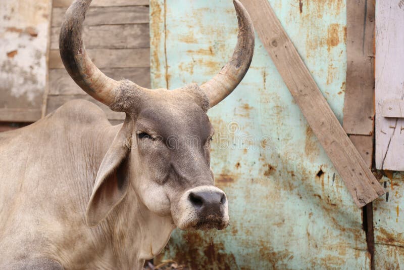 Toro Blanco Con Los Cuernos Largos Foto de archivo - Imagen de ganados ...