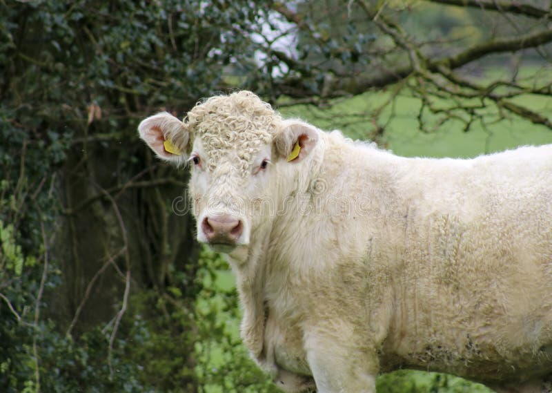 Toro blanco foto de archivo. Imagen de ganados, crianza - 174678524