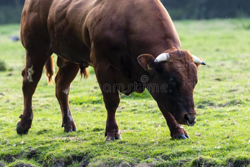 Toro blu e mucca belgi immagine stock. Immagine di animale - 61996411