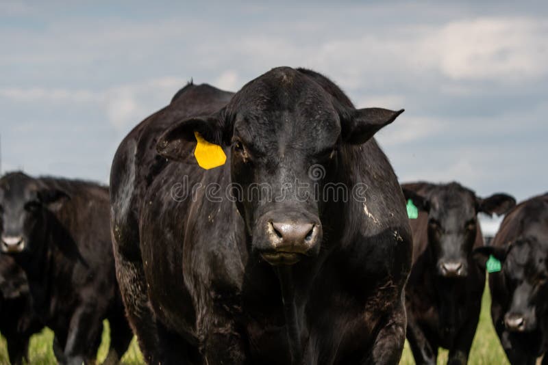 Toro De Angus Y Sus Novillas Imagen de archivo - Imagen de rancho ...