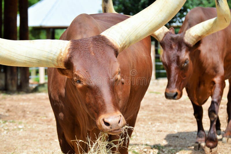 Toro de cuernos imagen de archivo. Imagen de granero - 56025825