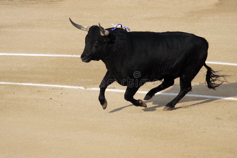 Toro de la lucha imagen de archivo. Imagen de toro, costumbre - 11104823
