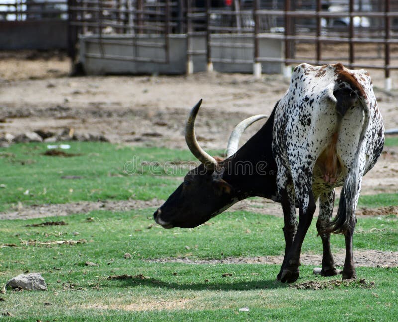Toro De Longhorn En Un Pasto, Pastoreo, De Pie Imagen de archivo ...