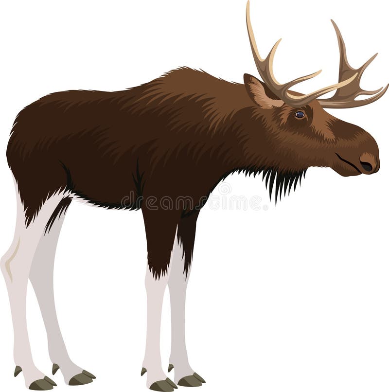 Tundra Vector Ilustraciones Stock, Vectores, Y Clipart – (1,924 ...