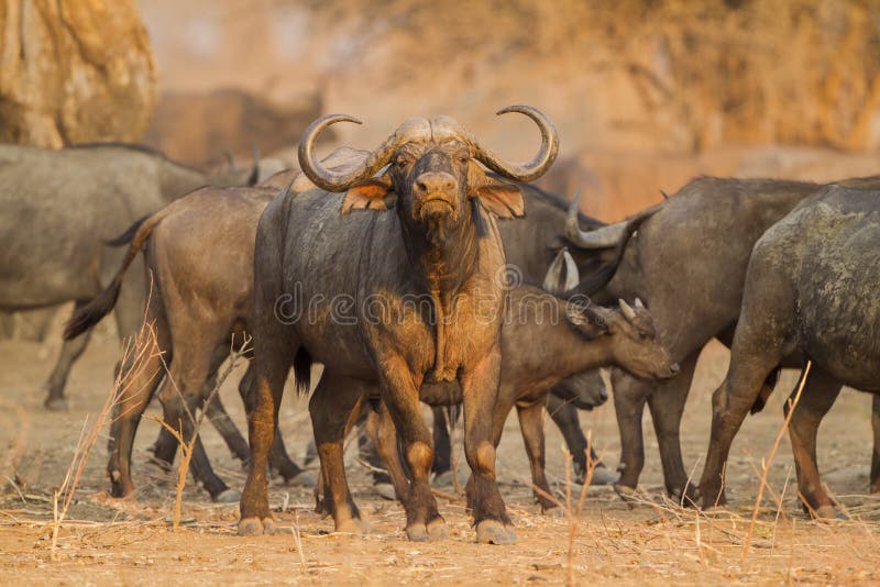 Toro del búfalo foto de archivo. Imagen de parque, manada - 40337912