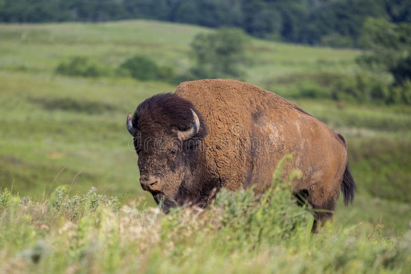Toro del bisonte americano foto de archivo. Imagen de exterior - 57036110