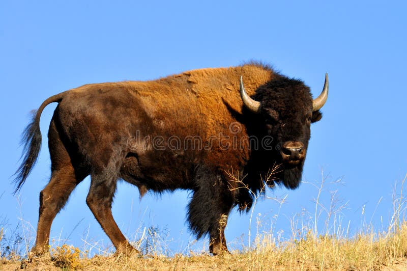 Toro Del Bisonte Americano (búfalo) Foto de archivo - Imagen de ...