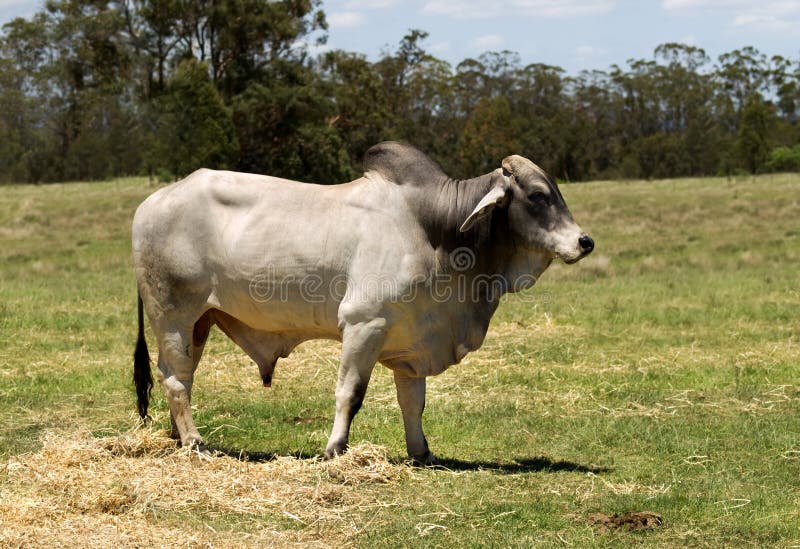 Toro del Brahman foto de archivo. Imagen de animal, rural - 19024526
