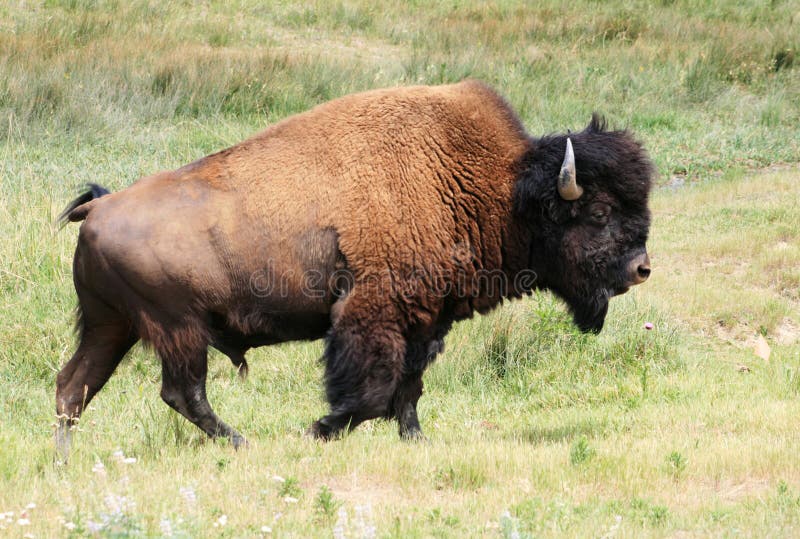 Toro Del Bufalo O Del Bisonte Fotografia Stock - Immagine di animale ...