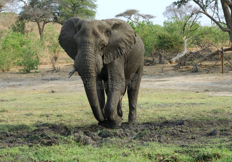 Toro Del Elefante Que Cava En El Fango Foto de archivo - Imagen de ...