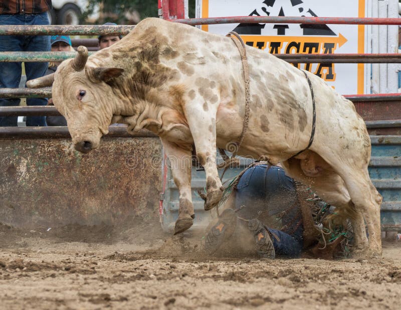 Un Vaquero Montando Un Toro Peligroso En Un Rodeo Fotografía editorial ...